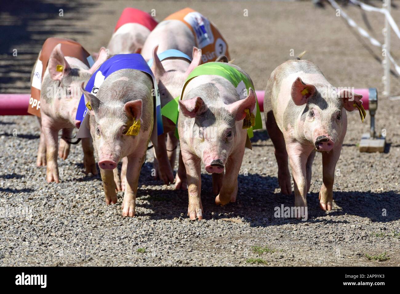 Domestic Pigs (Sus scrofa domesticus), young piglets at piglet race ...