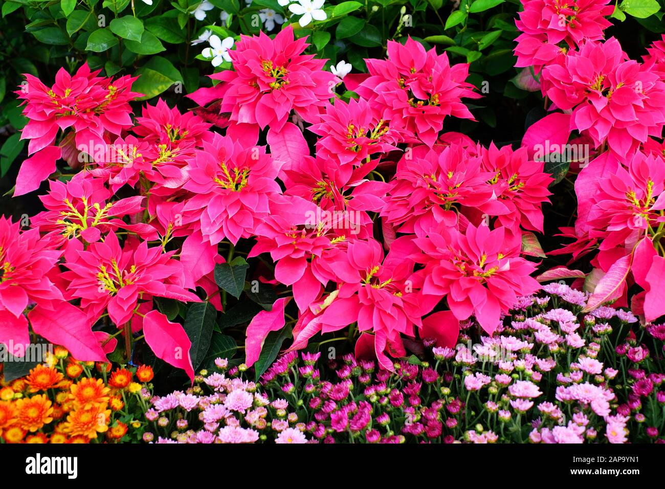 Plaint background hi-res stock photography and images - Alamy