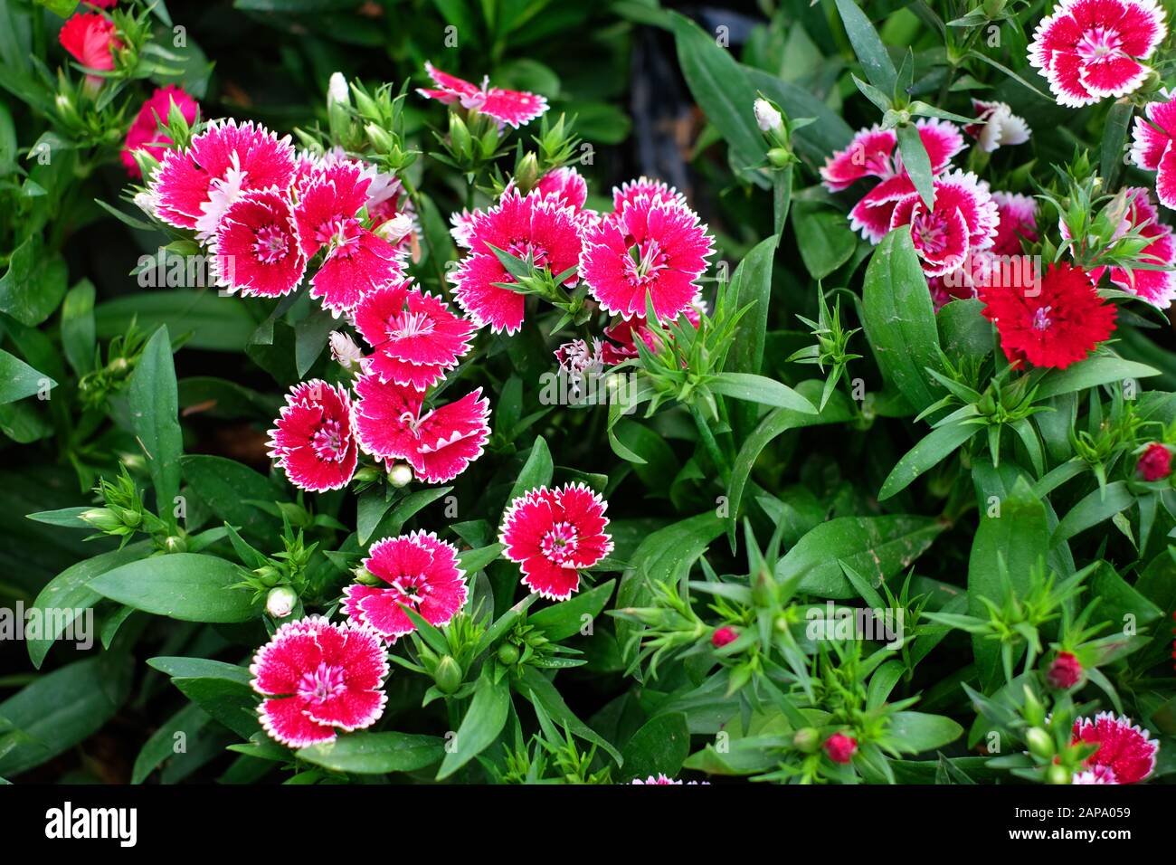 Pink and white color flowers in a garden Stock Photo - Alamy