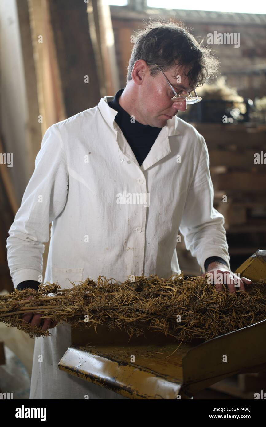 Scientist loads dried cannabis bush into a processing machine Stock ...