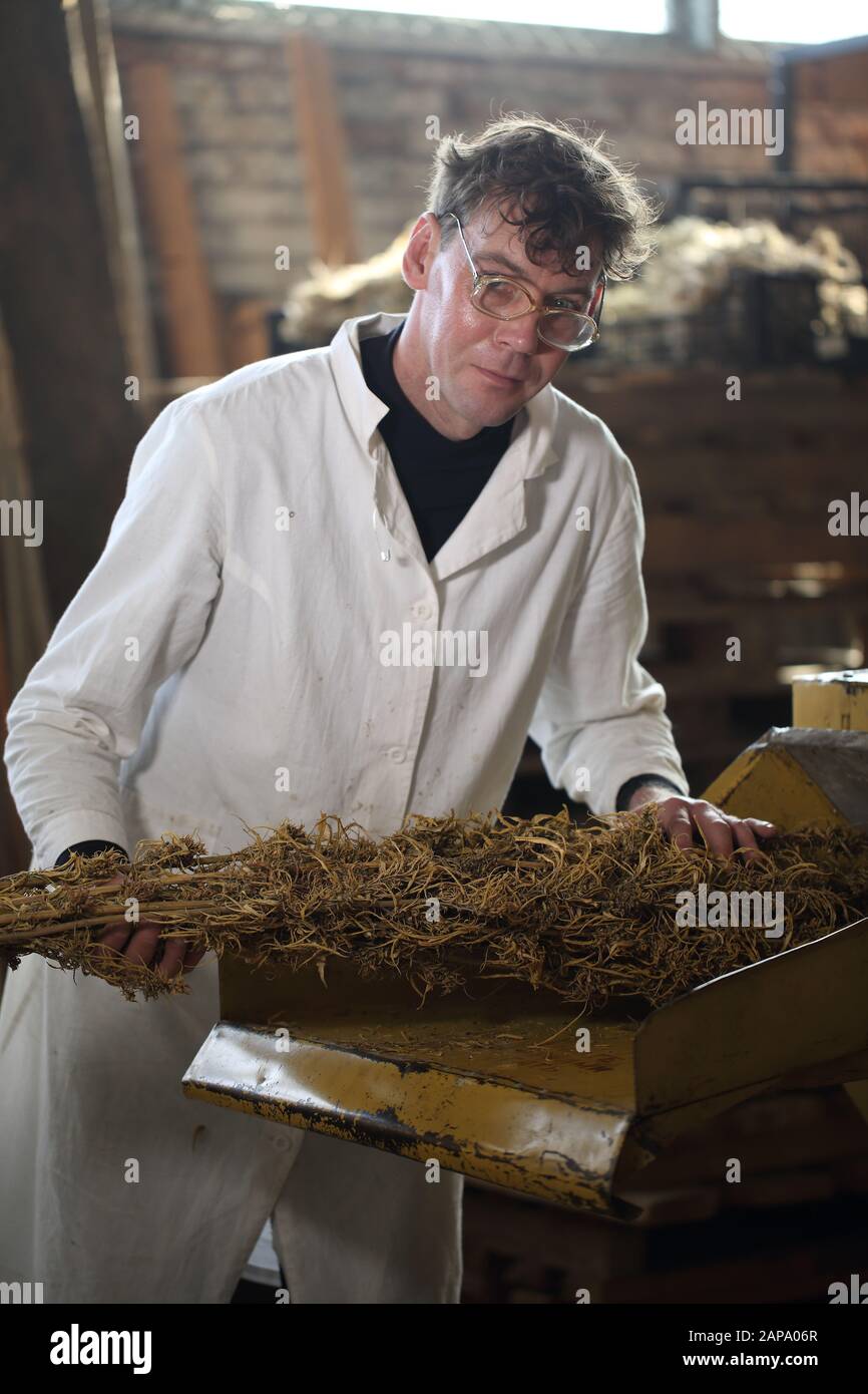 Scientist loads dried cannabis bush into a processing machine Stock ...