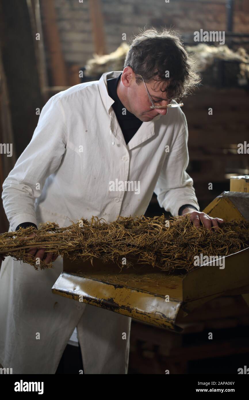 Marijuana processing plant hi-res stock photography and images - Alamy