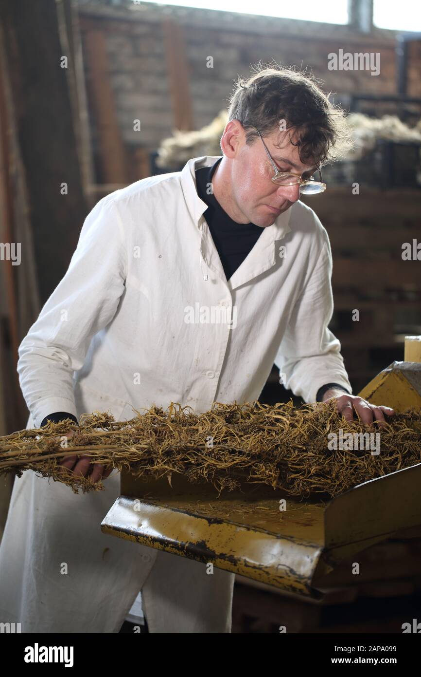 Scientist loads dried cannabis bush into a processing machine Stock ...