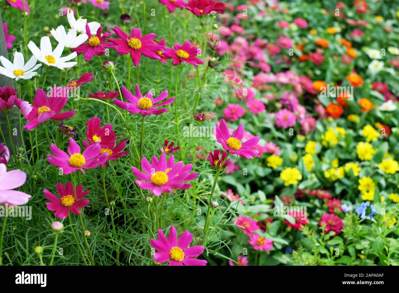 Various color flowers form a beautiful line Stock Photo - Alamy