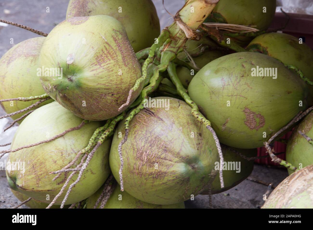 coconuts Thailand Thai Asia Stock Photo - Alamy