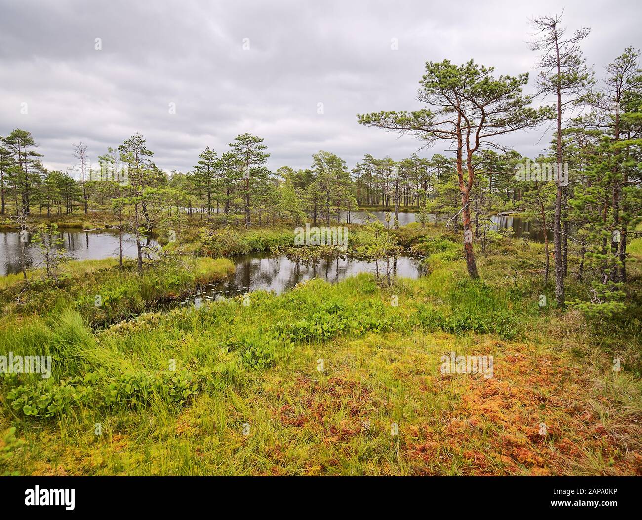Rannametsa Tolkuse nature study trail. Scenic swamp view with a small ...