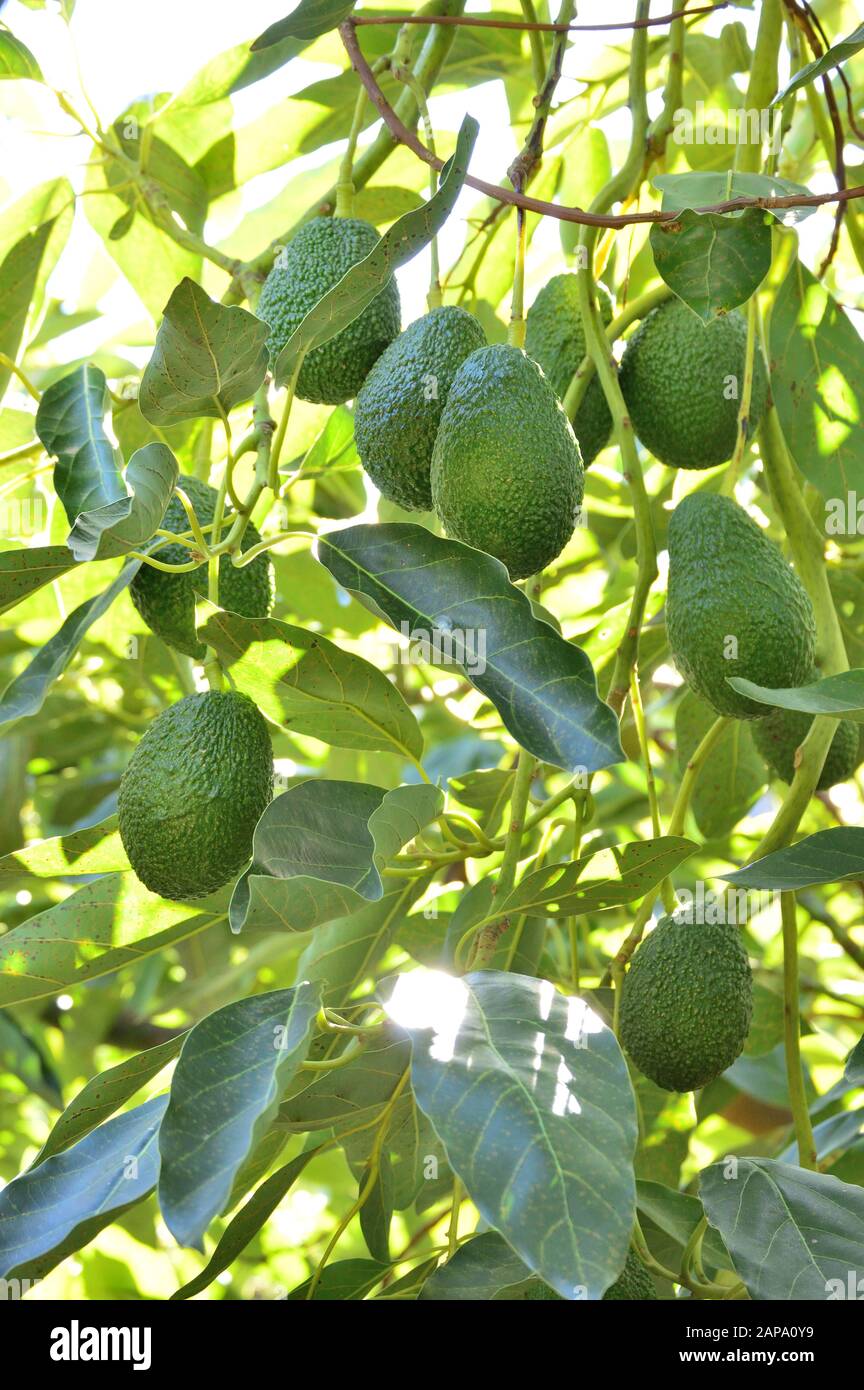 Aguacates hass hi-res stock photography and images - Alamy