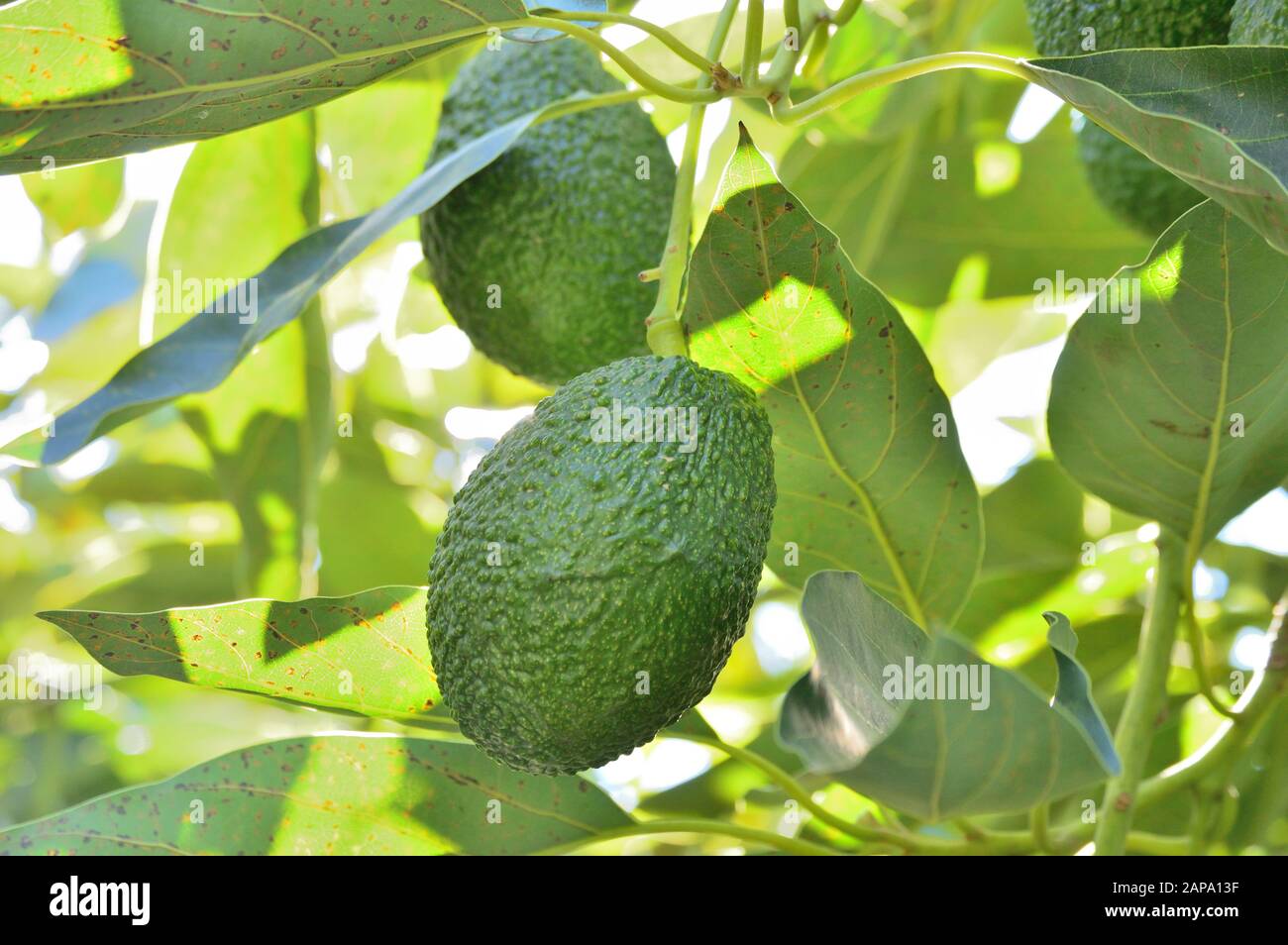 Hass avocados in avocado tree Stock Photo - Alamy