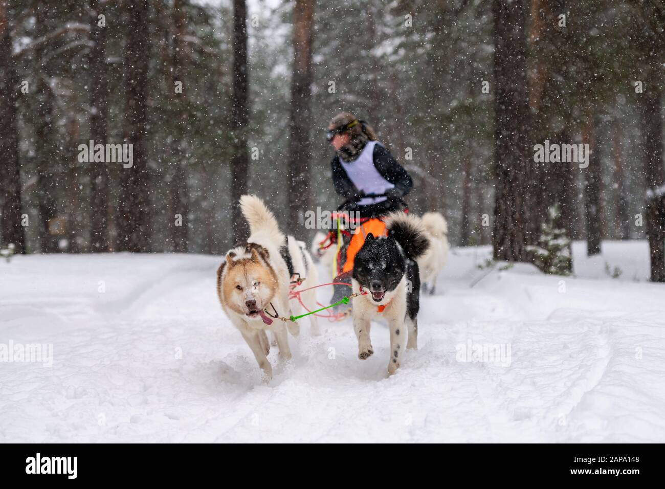 Sled dog racing. Husky sled dogs team pull a sled with dog musher ...