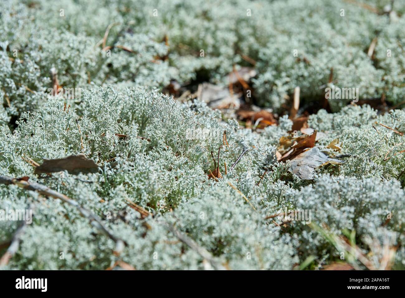 Moss lichen Cladonia rangiferina. Grey reindeer lichen. Beautiful light ...