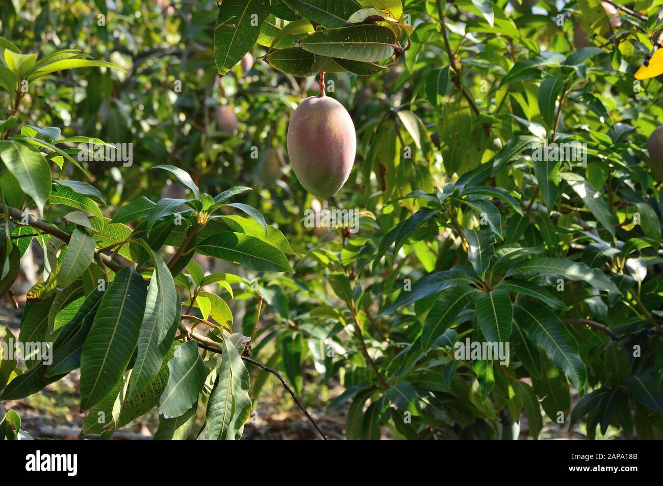Man tree mango pick hi-res stock photography and images - Alamy