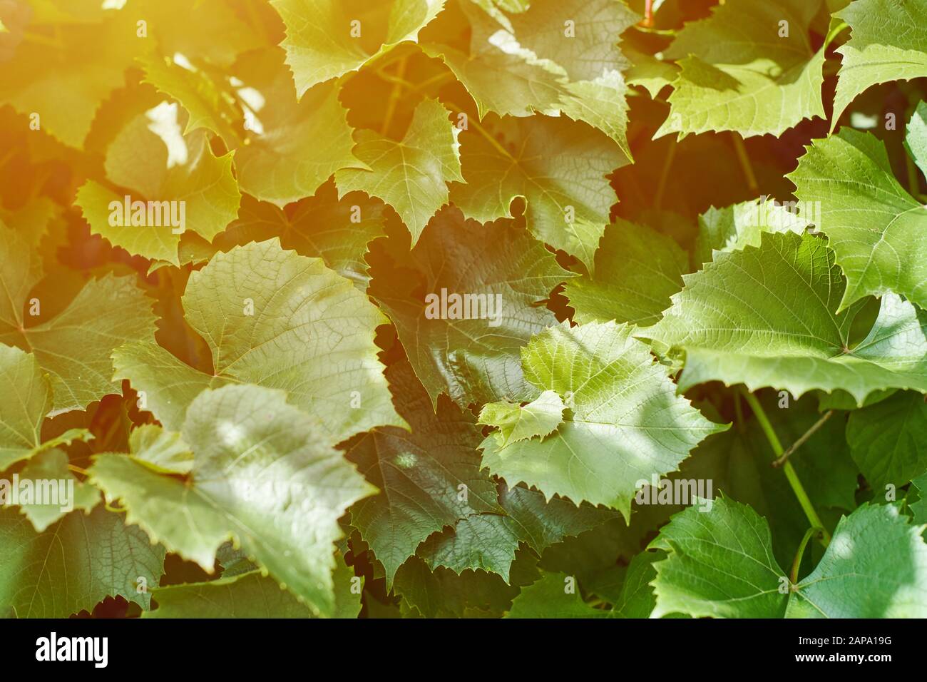 Grape leaves in vineyard. Green vine leaves at sunny september day ...