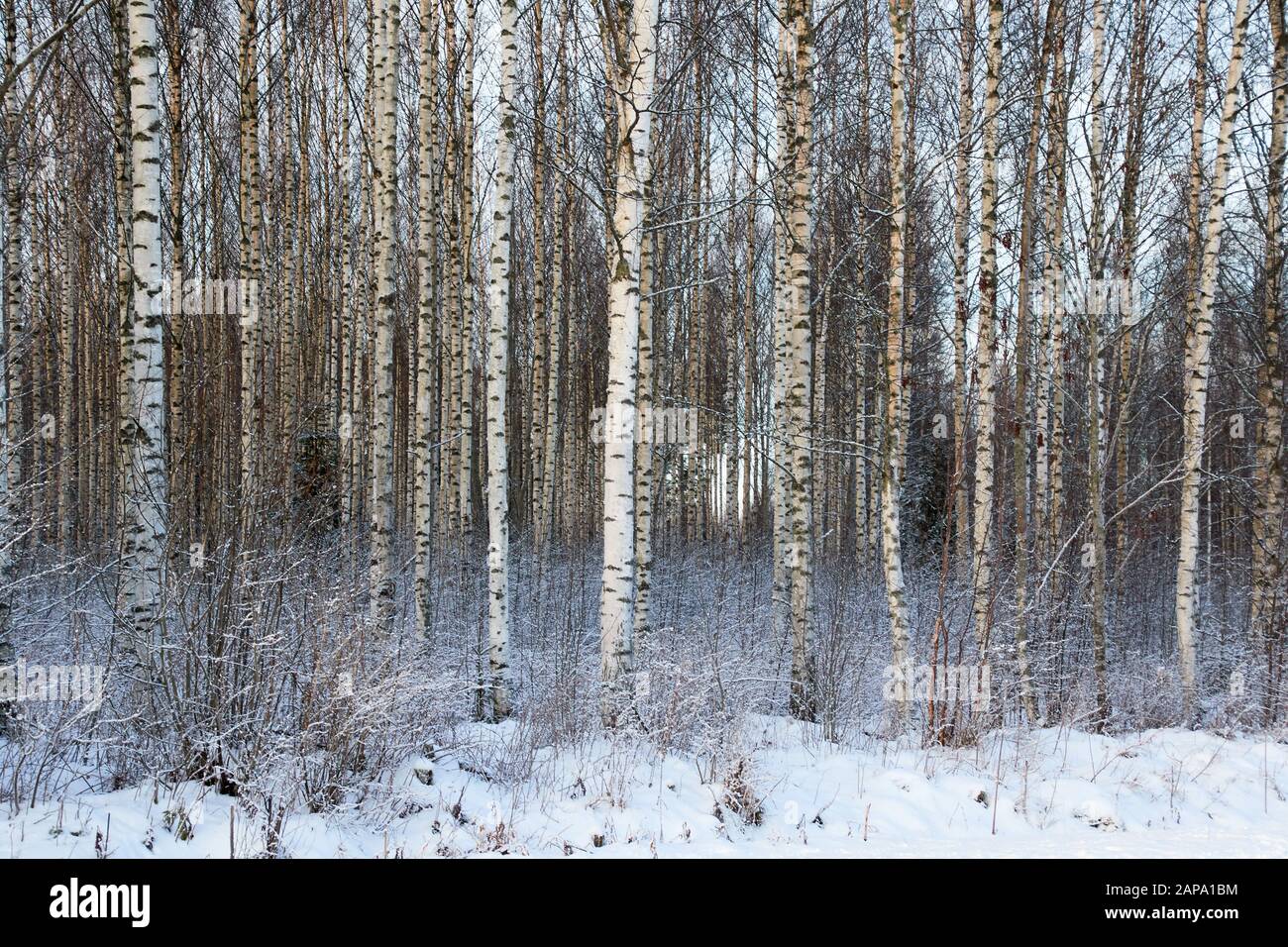 Frozen trees in the finnish forest in the winter. White snow covering ...