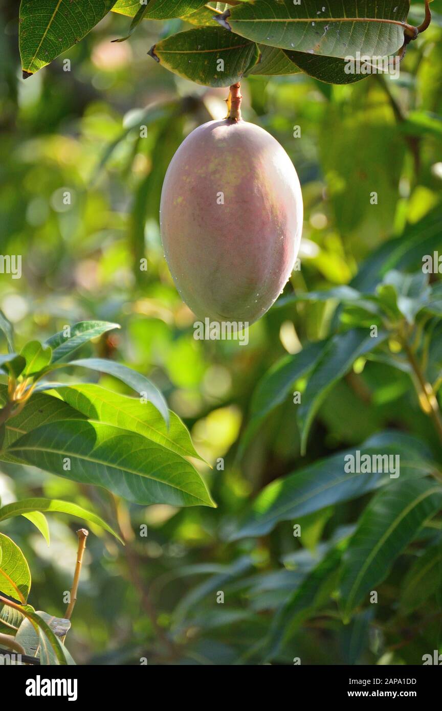 Mangos fruit hanging branch hi-res stock photography and images - Alamy