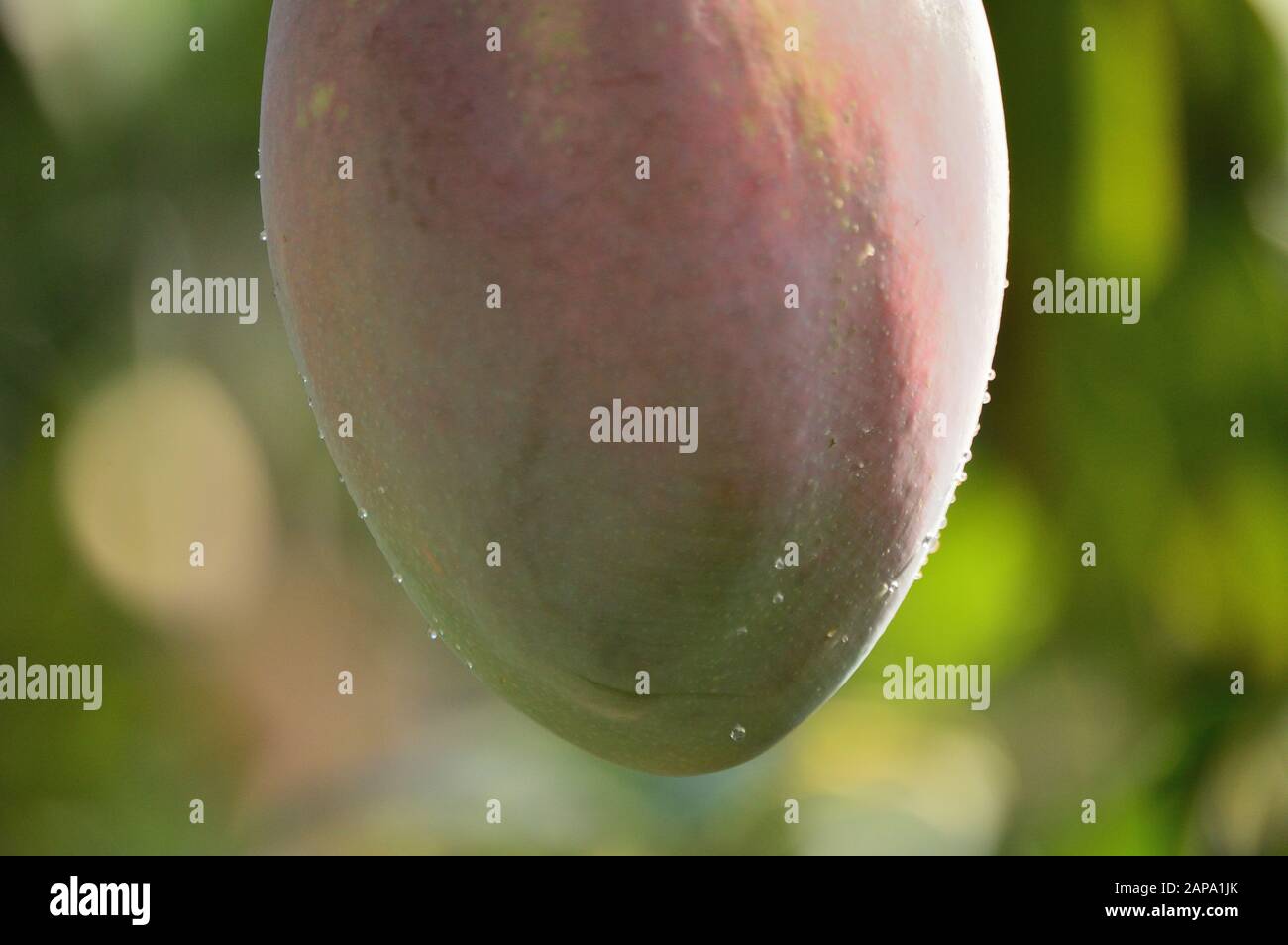 Mangos fruit hanging branch hi-res stock photography and images - Alamy
