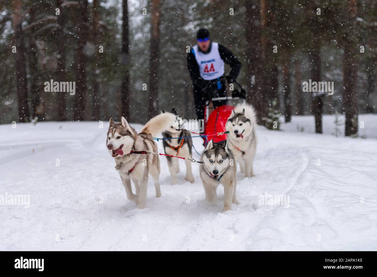 Sled dog racing. Husky sled dogs team pull a sled with dog driver ...