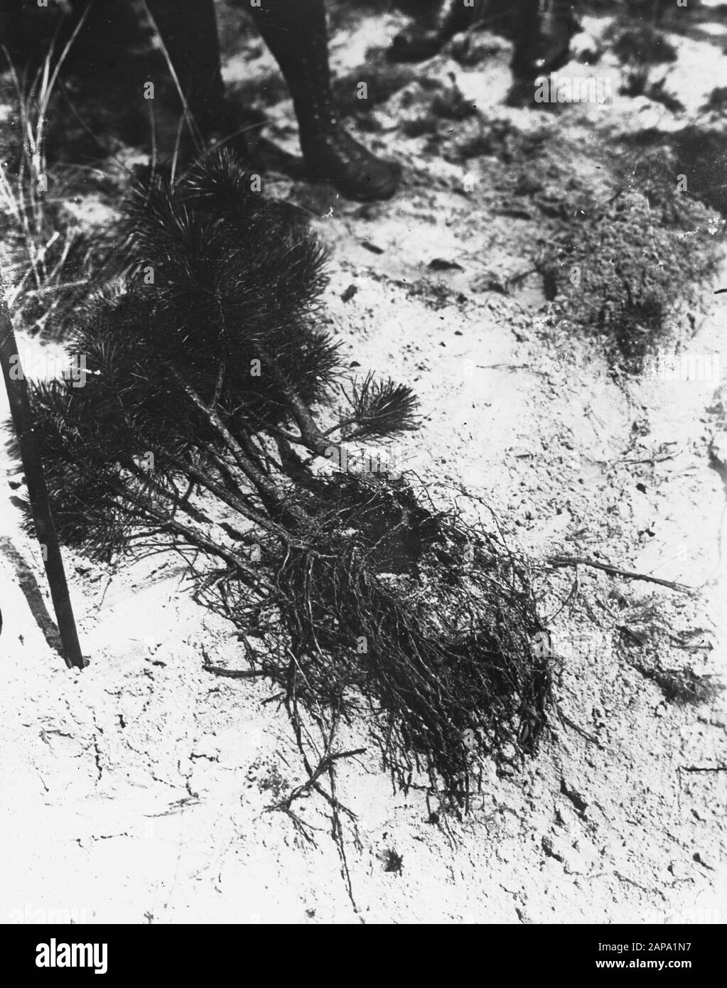 forestry, sand spraying, forestry, pollen sand., roots Date: undated ...