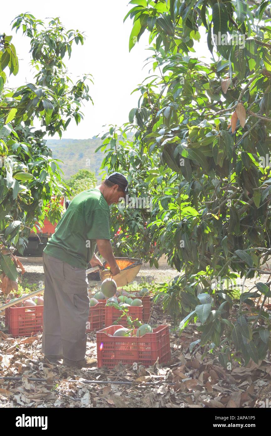 Agricultural worker packing mango fruit just harvested in boxes Stock ...