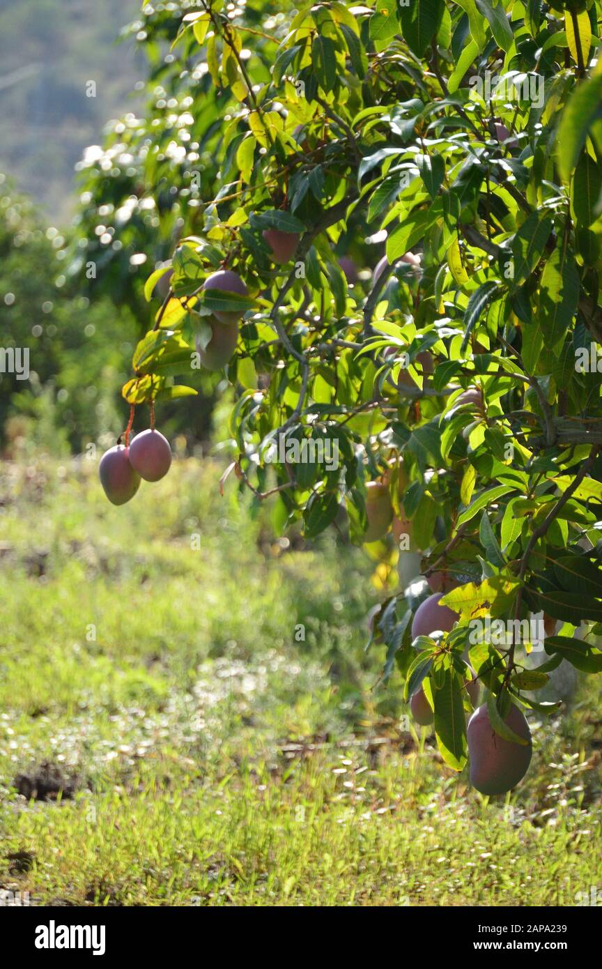 Mangoes ready for the harvest hanging in a mango tree in a plantation ...