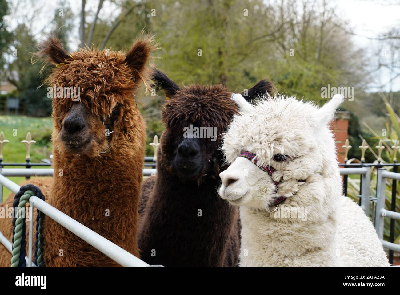 Beautiful alpacas hi-res stock photography and images - Alamy