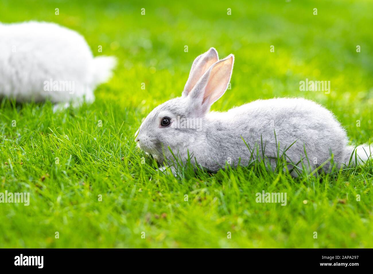Pair of cute adorable fluffy rabbits grazing on green grass lawn at ...