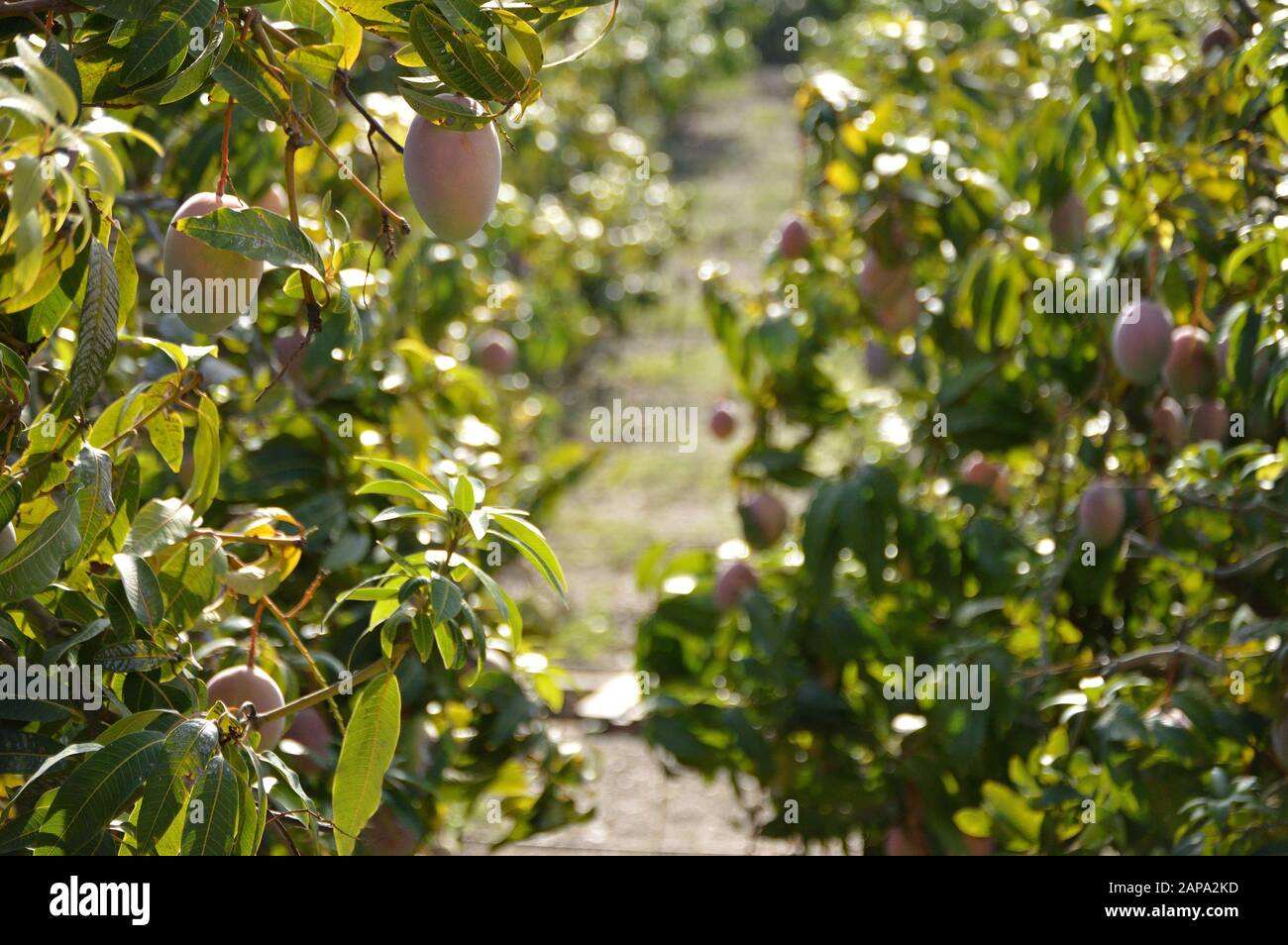 Mangoes hanging in trees in harvest time Stock Photo - Alamy