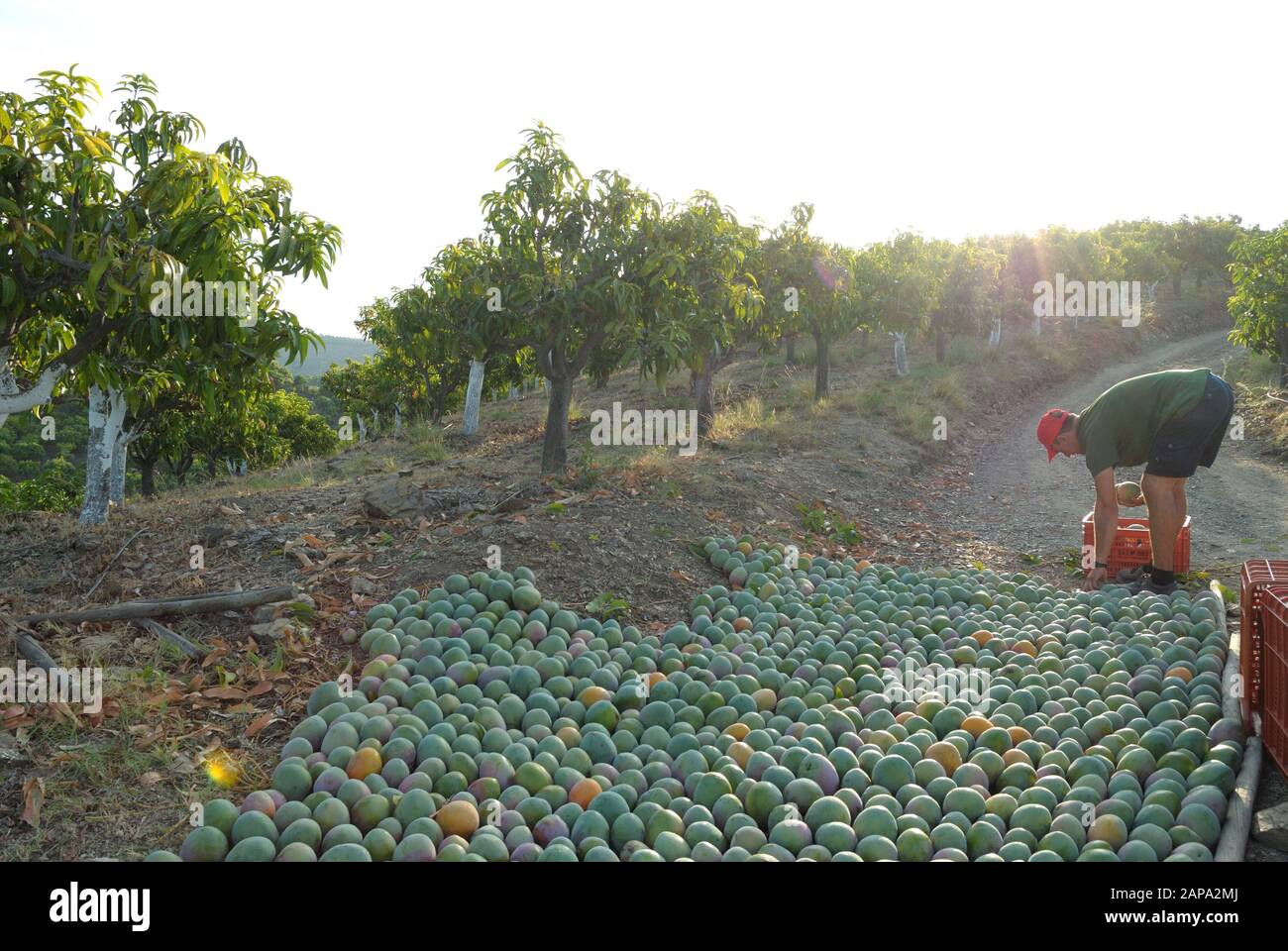 Agricultural worker packing mango fruit in the harvest of mango Stock ...