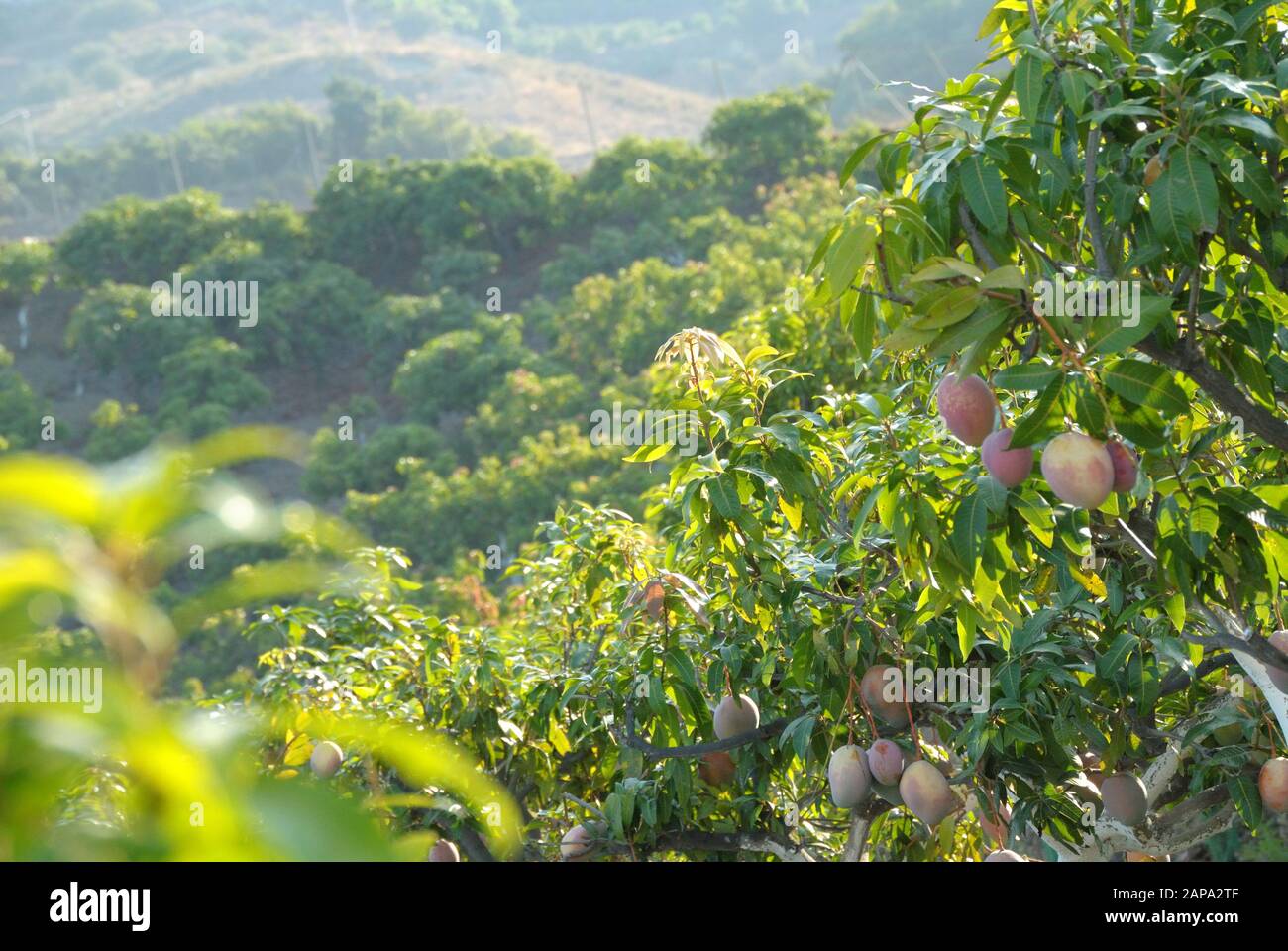 Mango hanging in mango trees in a fruit trees plantation Stock Photo ...