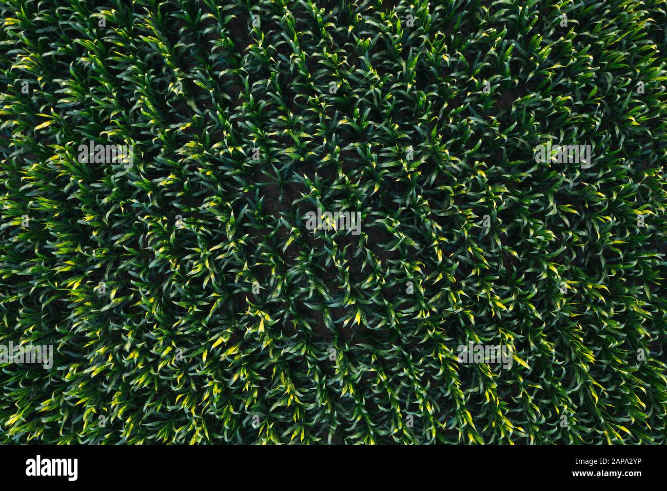 Aerial view agriculture crops growing hi-res stock photography and ...