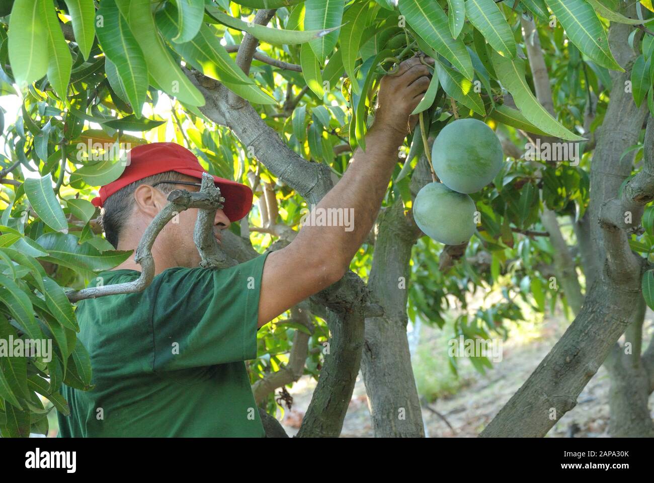 Agricultural worker collecting mango in a mango tree Stock Photo - Alamy