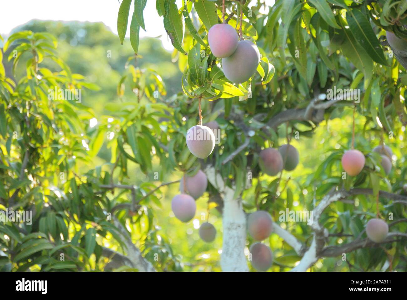 Mangoes hanging in mango tree in a fruit trees plantation Stock Photo ...