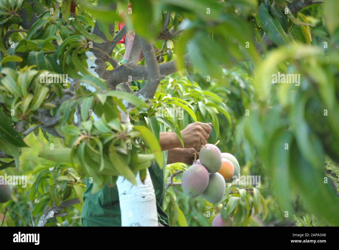 Collecting mango fruit in the harvest of mango fruit Stock Photo - Alamy