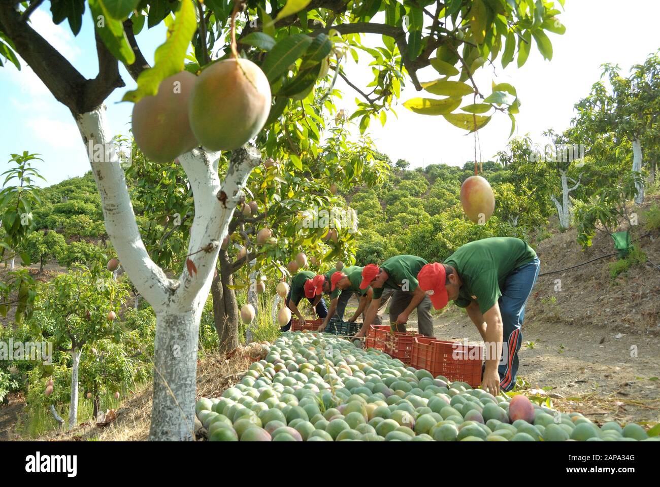 Agricultural workers packing mango fruit just harvested in a plantation ...