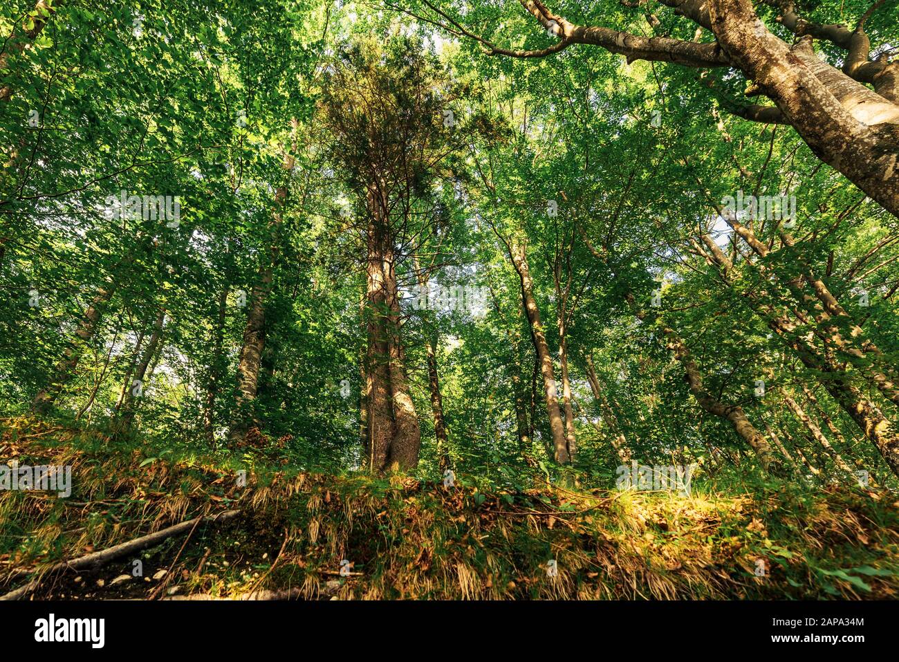 Low deciduous forest hi-res stock photography and images - Alamy