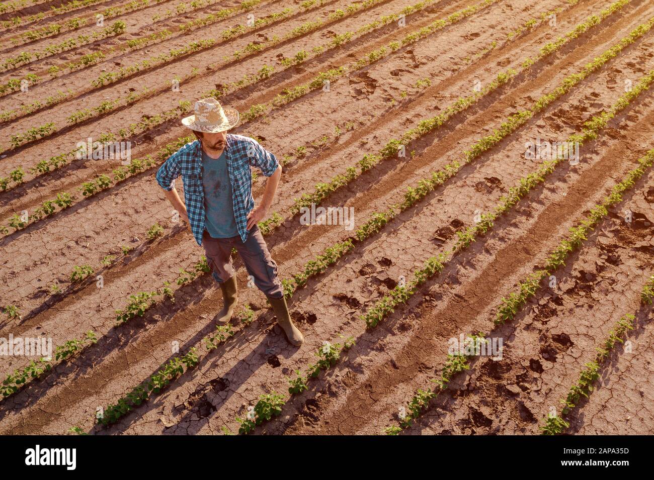 Farmer standing in cultivated soybean field and observing crops ...
