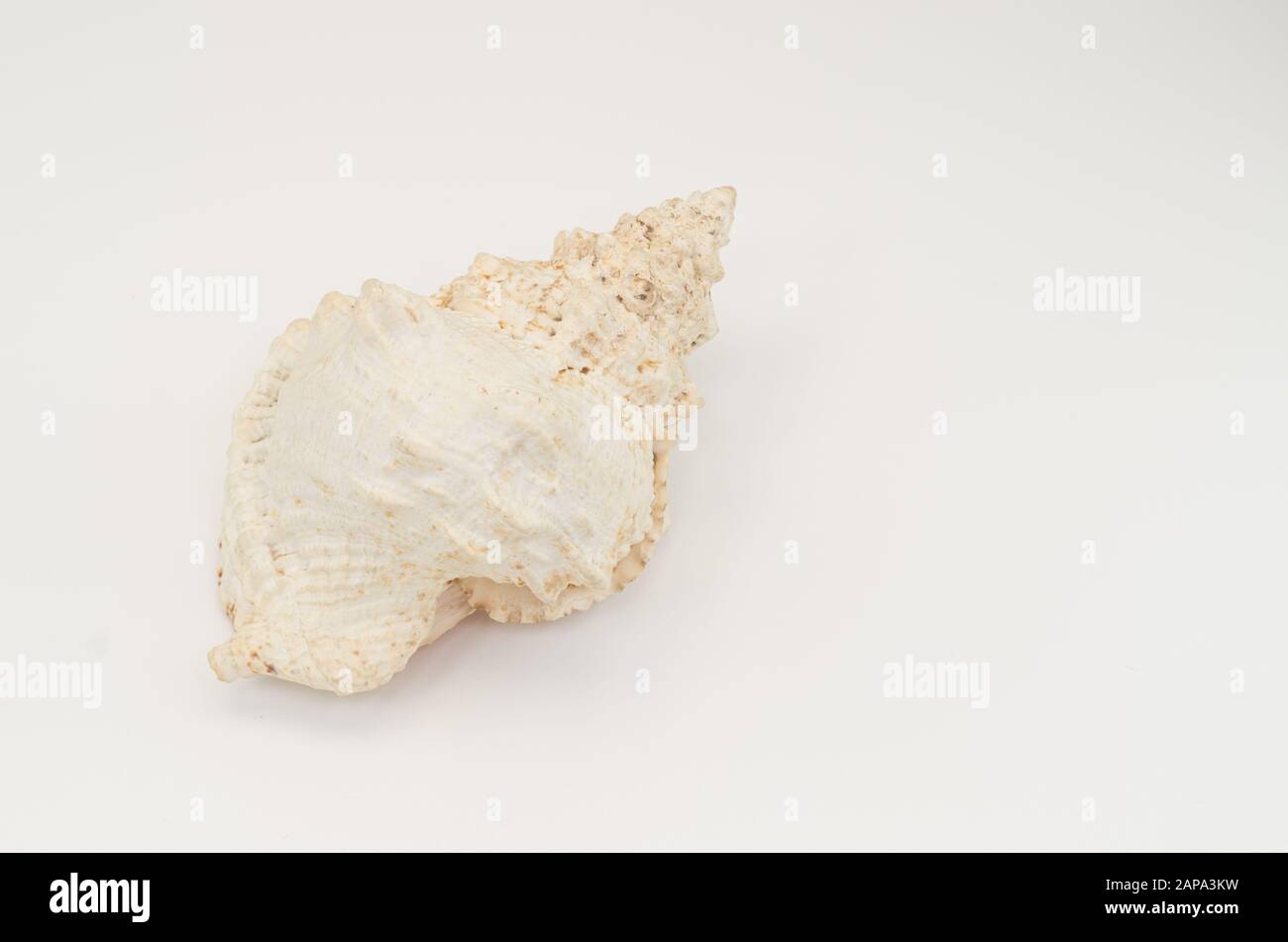 giant frog sea shell still life top perspective on a blank white ...