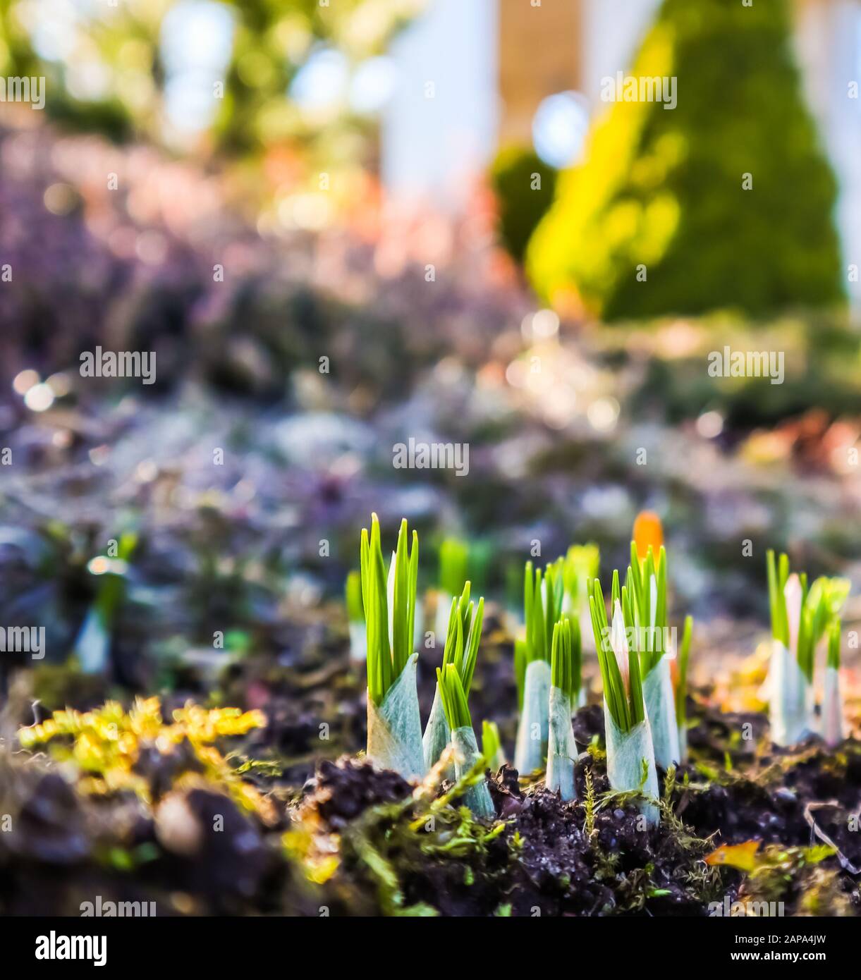 Spring is coming. The first yellow crocuses in my garden on a sunny day ...