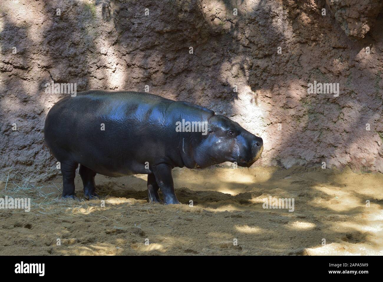Pygmy Hippopotamus in a zoo - Choeropsis liberiensis Stock Photo - Alamy