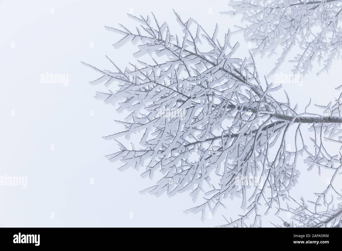 Frozen tree branches in the forest Stock Photo - Alamy