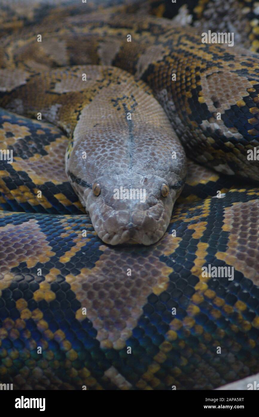 Reticulated python snake in a terrarium - Python reticulatus Stock ...