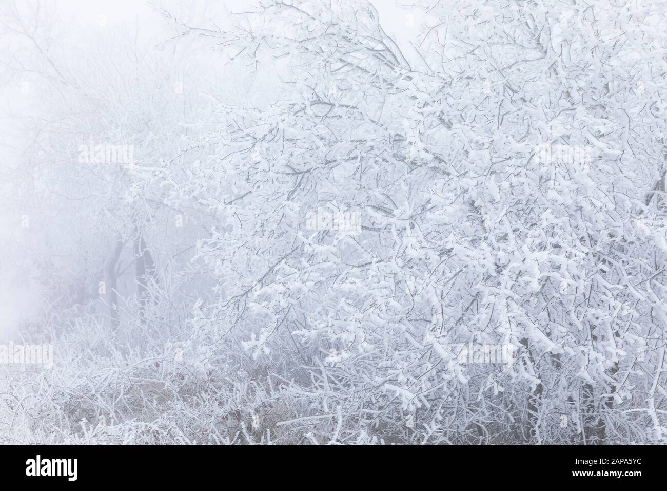 Frozen tree branches in the forest Stock Photo - Alamy