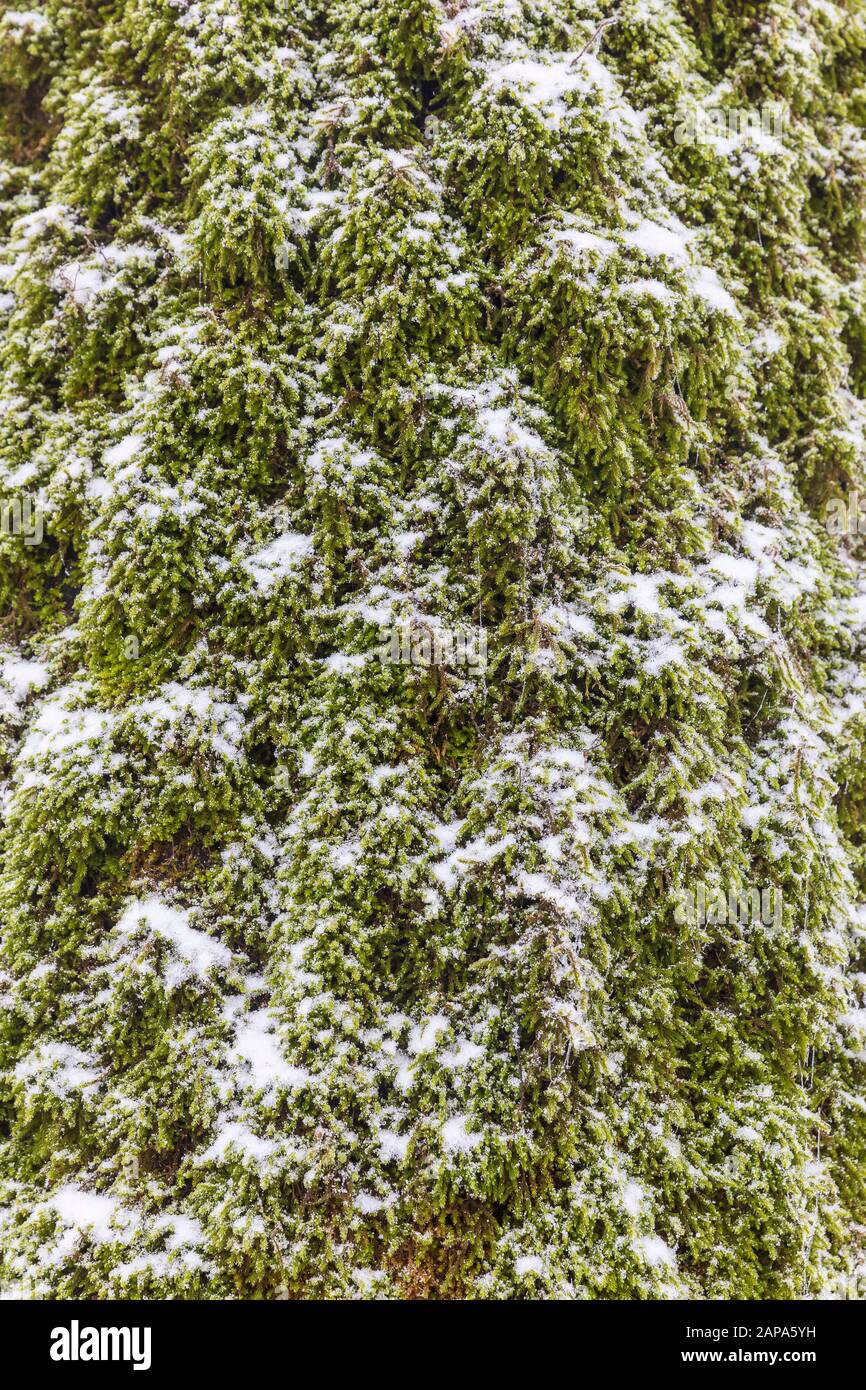 Texture of moss on a tree covered with snow Stock Photo - Alamy