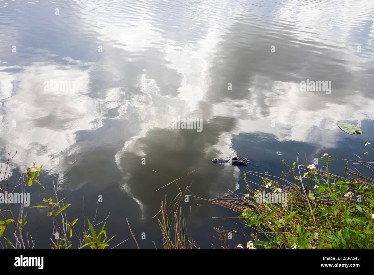 The everglades florida aerial hi-res stock photography and images - Alamy