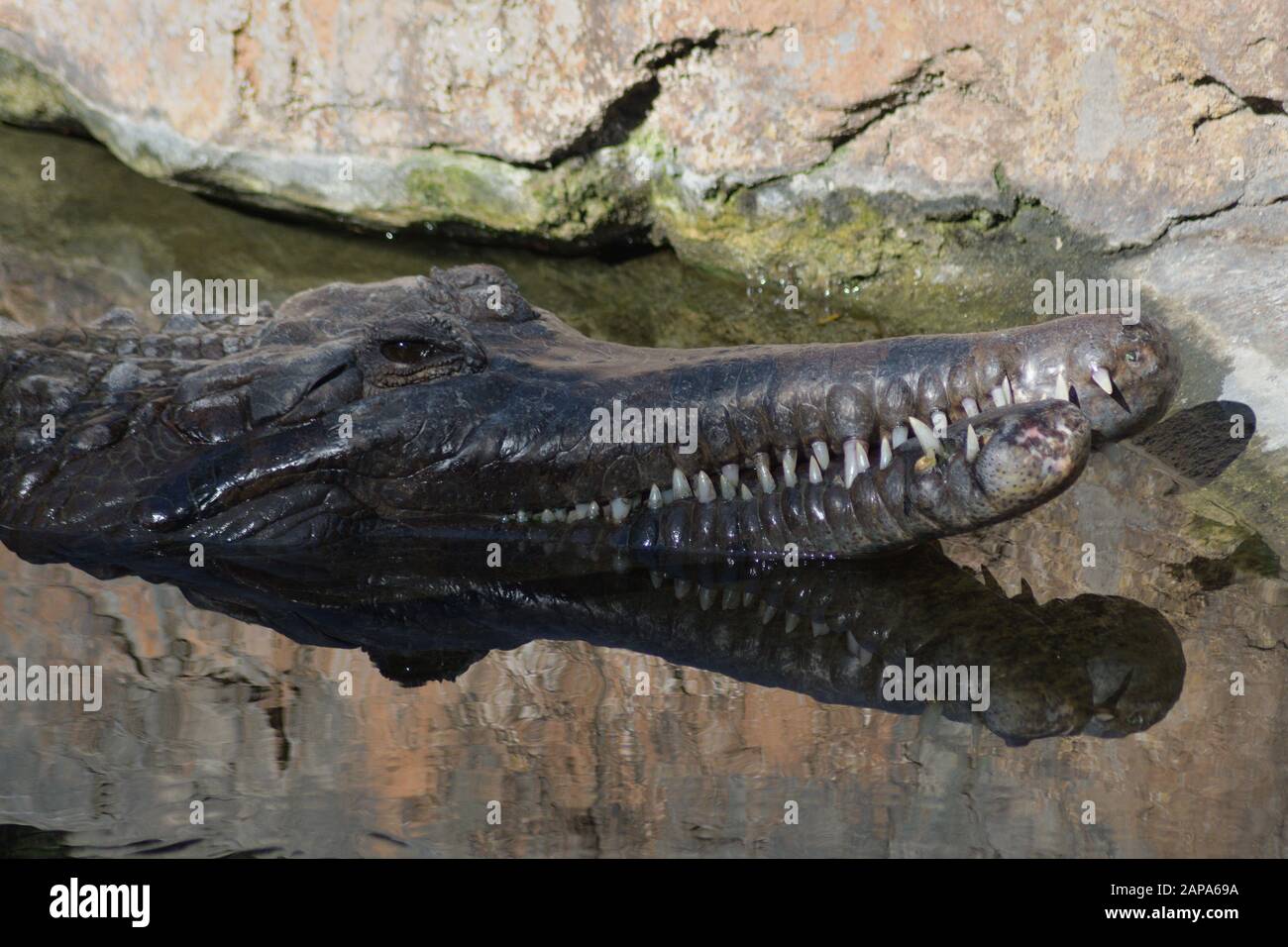 Tomistoma tomistoma schlegelii hi-res stock photography and images - Alamy