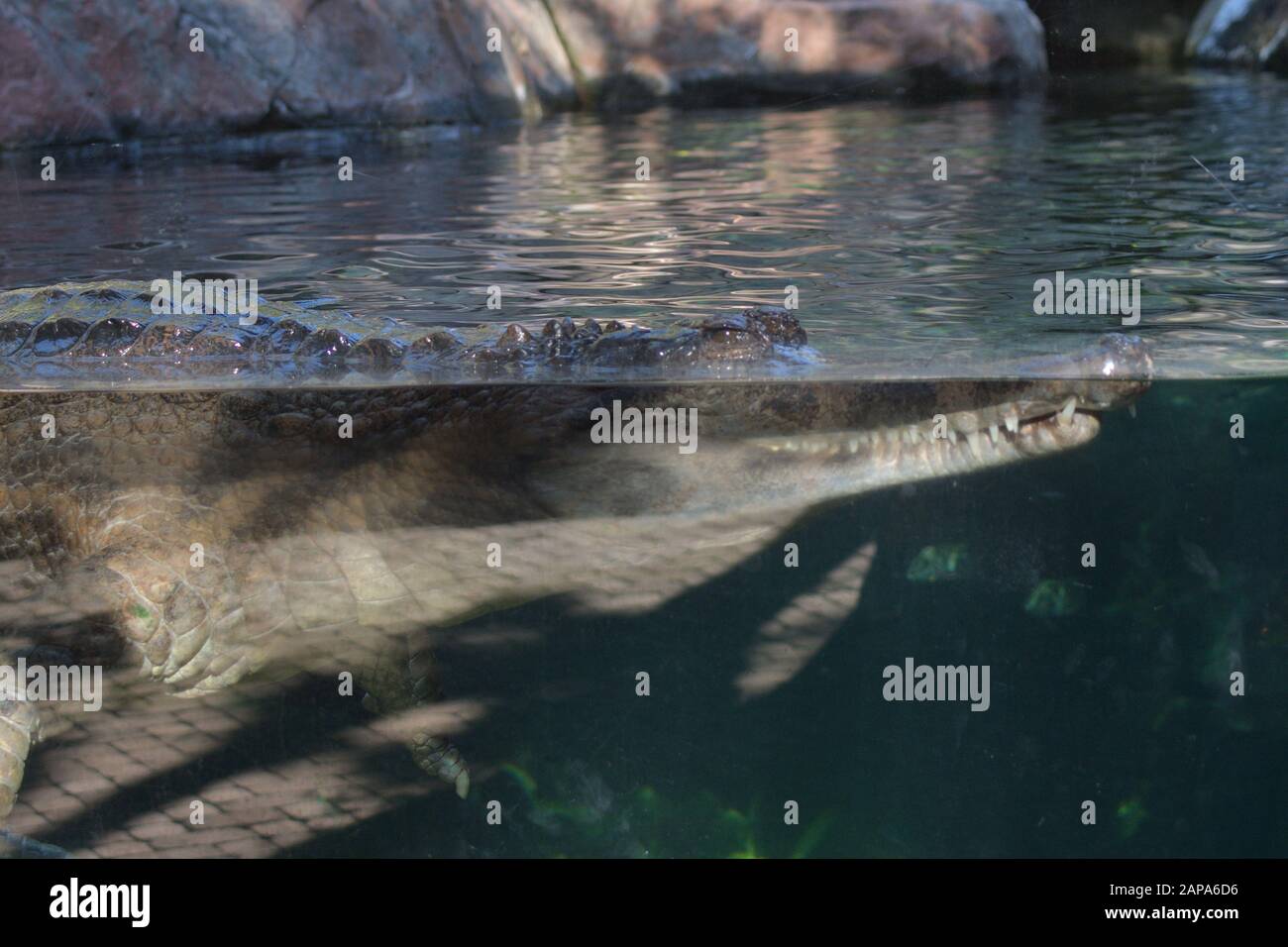 False gharial or Tomistoma half submerged - Tomistoma schlegelii Stock ...