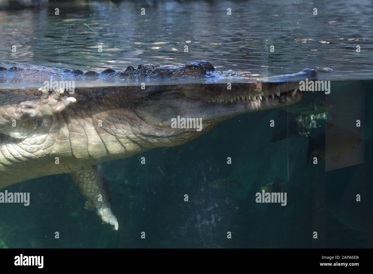 False gharial or Tomistoma half submerged in a aquarium - Tomistoma ...