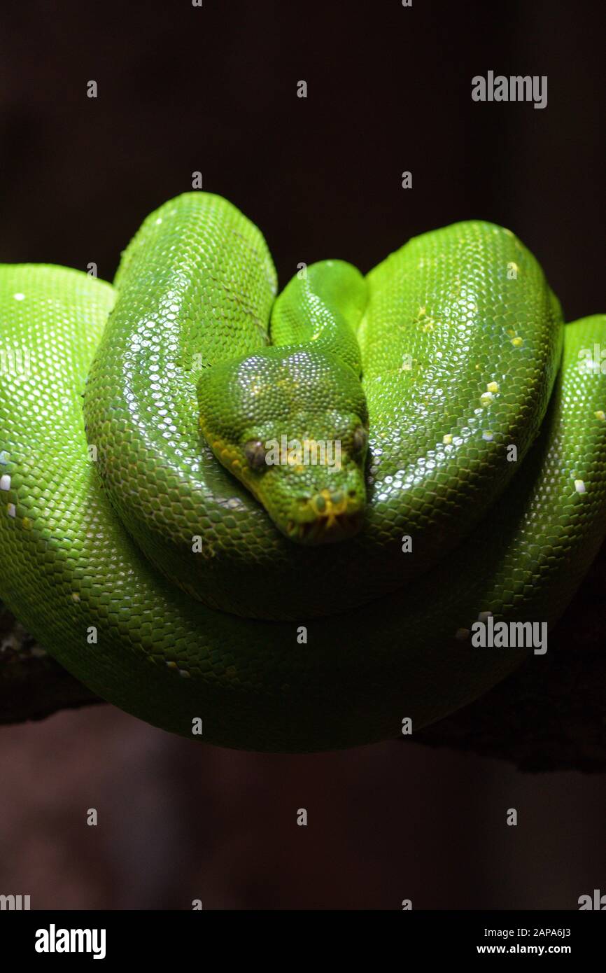 Green tree python - Morelia viridis Stock Photo - Alamy