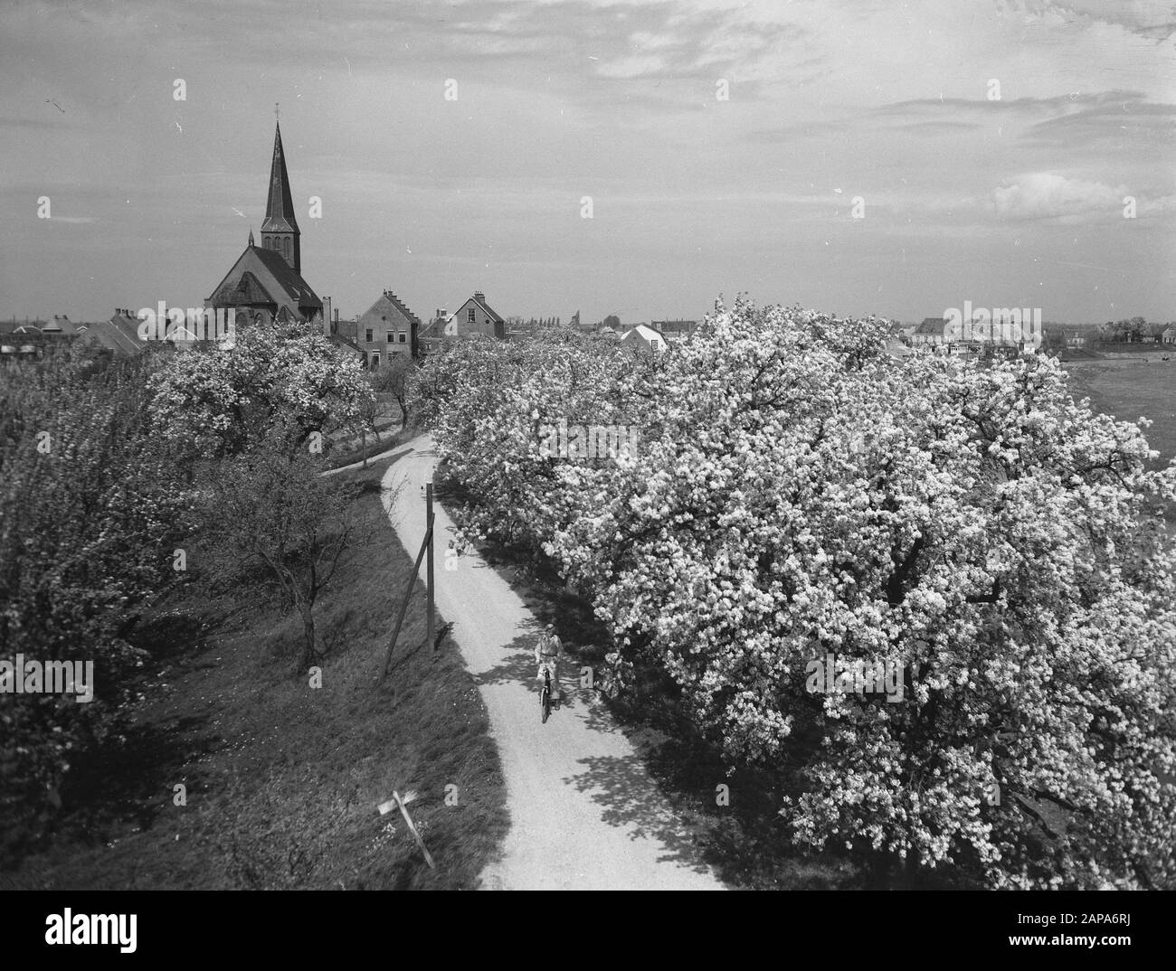 Flowering trees in bloom Black and White Stock Photos & Images - Alamy