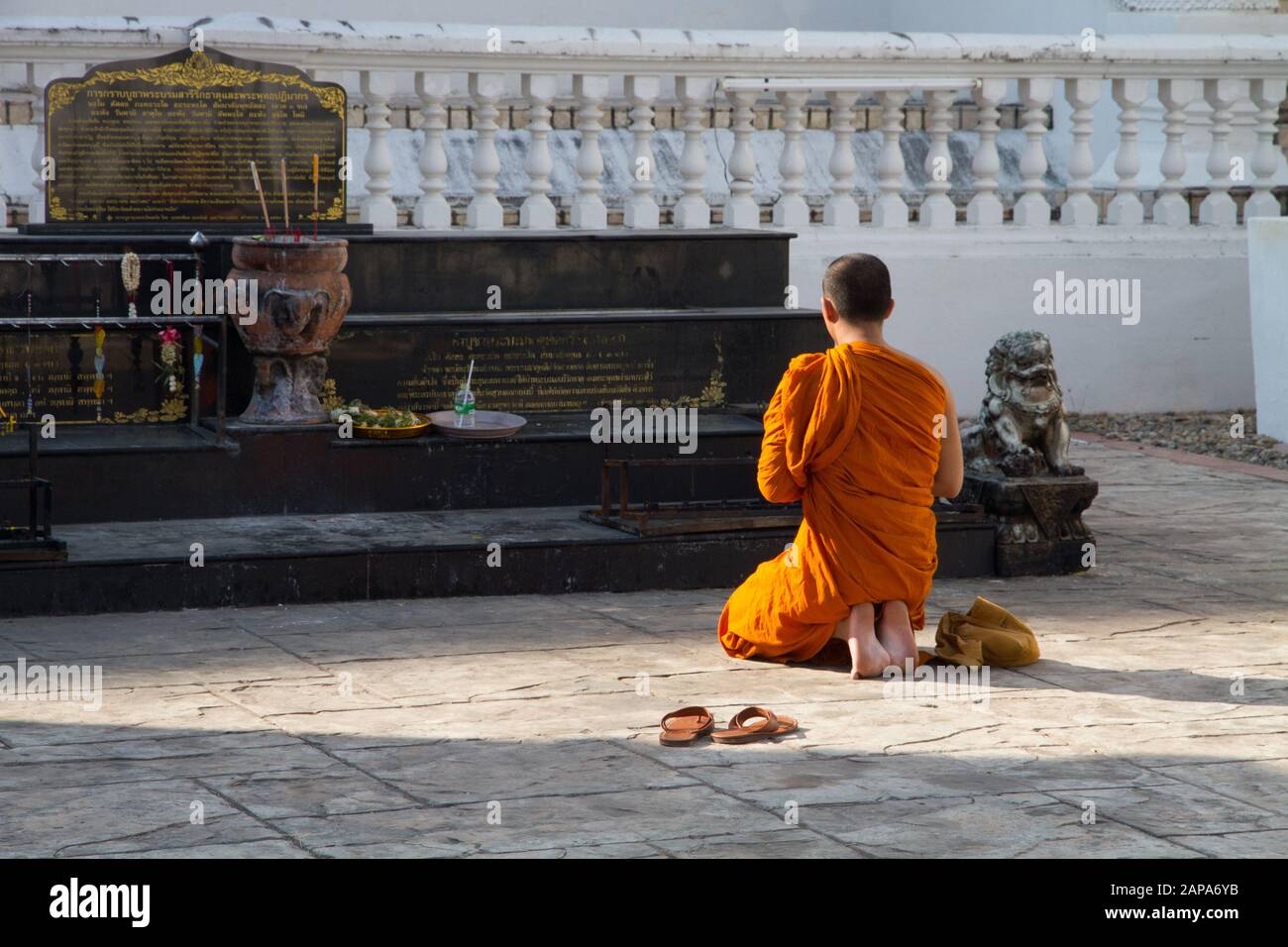 Thailand buddhist Monk praying in front of altar in temple, Chiang Mai ...