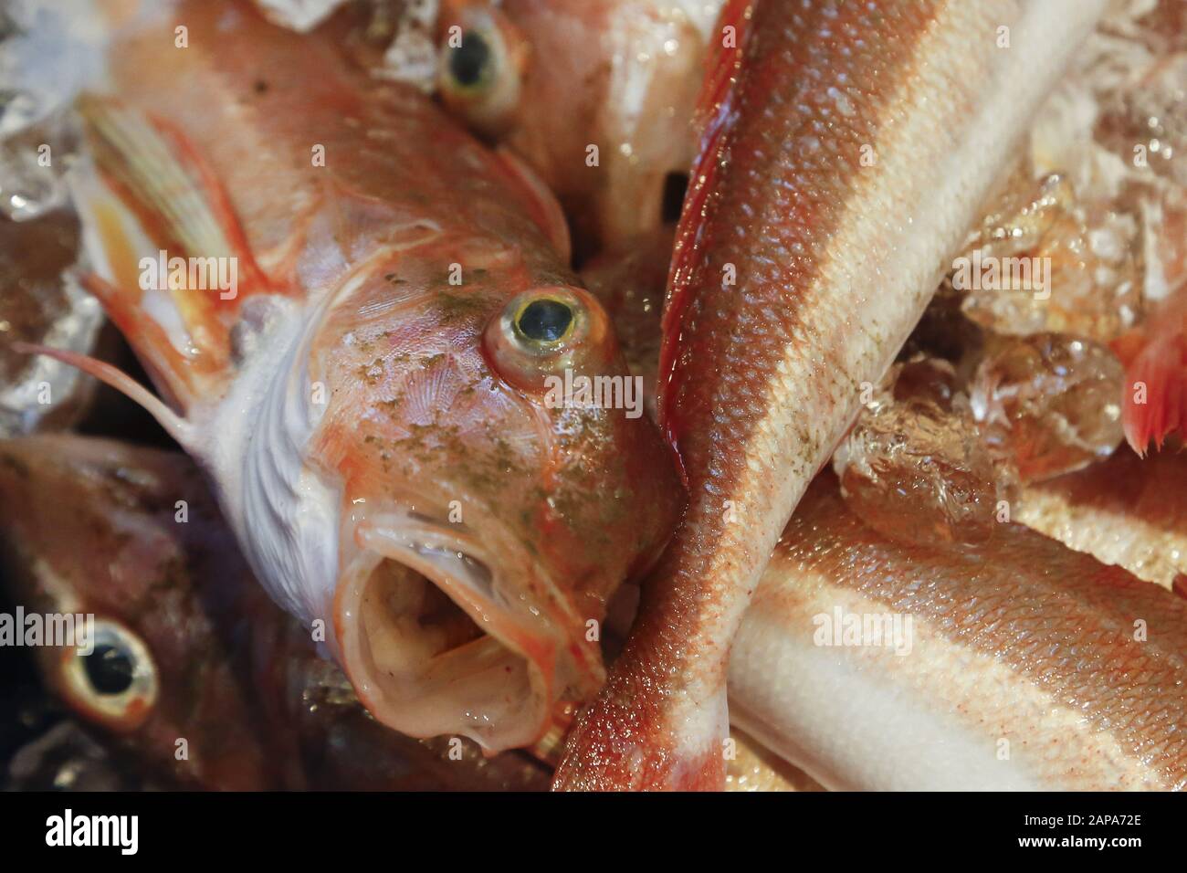 Iwaki, Japan. 22nd Jan, 2020. Fishes for sale are seen at the fish ...